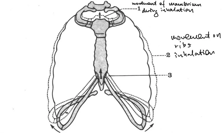 Post-Covid Myocarditis and Pericarditis — Peter Bodi - Rehabilitation ...