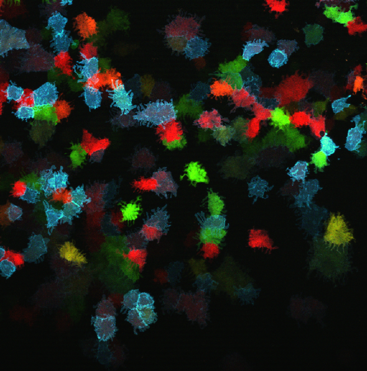 Tissue Regeneration Lab
