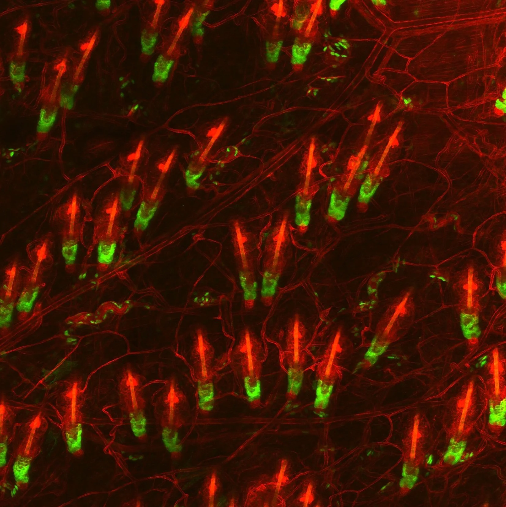 Tissue Regeneration Lab