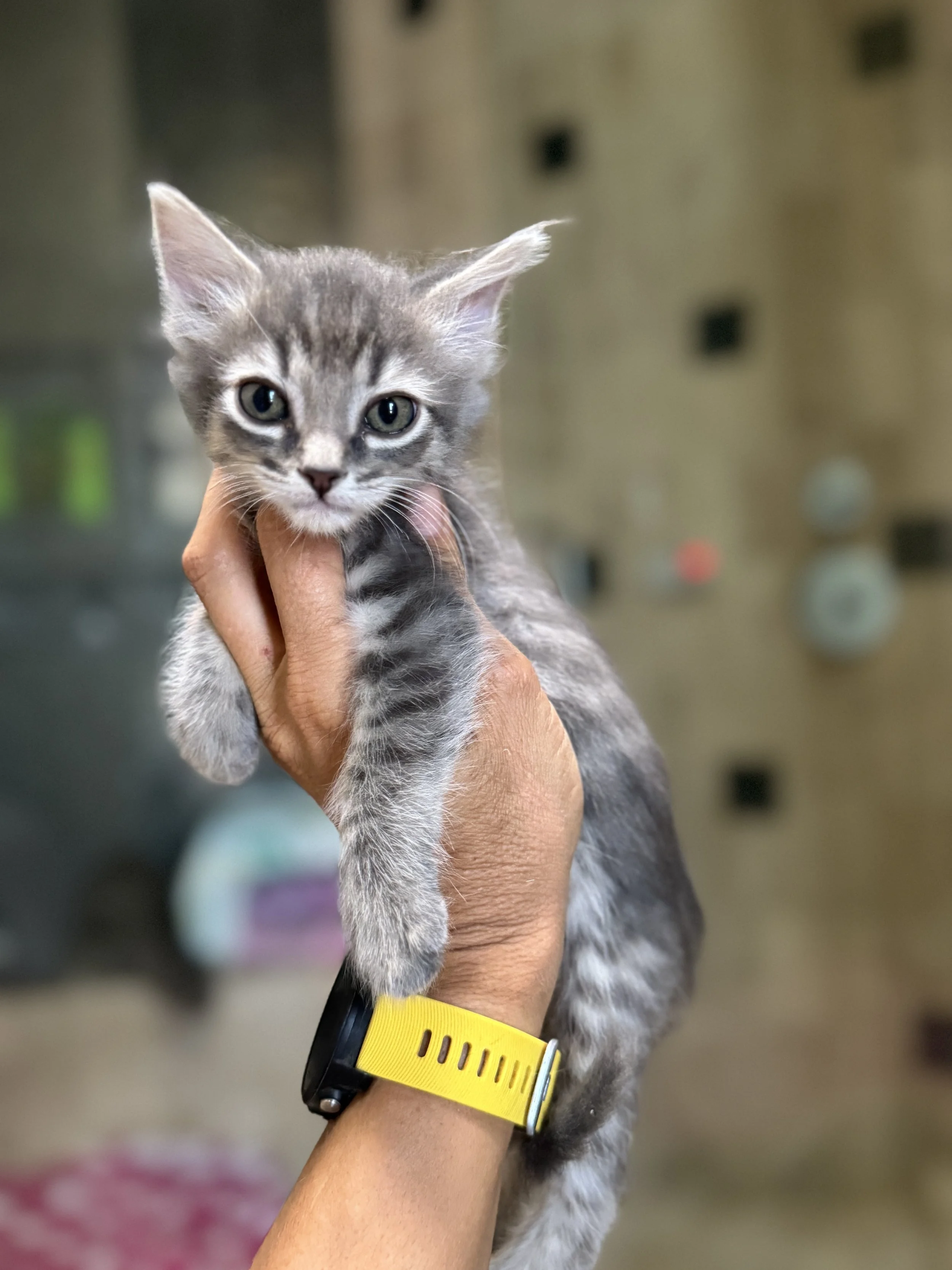 Mission — Scarritt Foundation