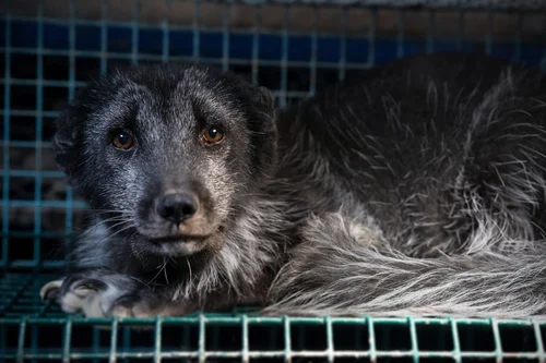 Fur Farming | Learn About Fur Industry Impacts — Facts about Fur