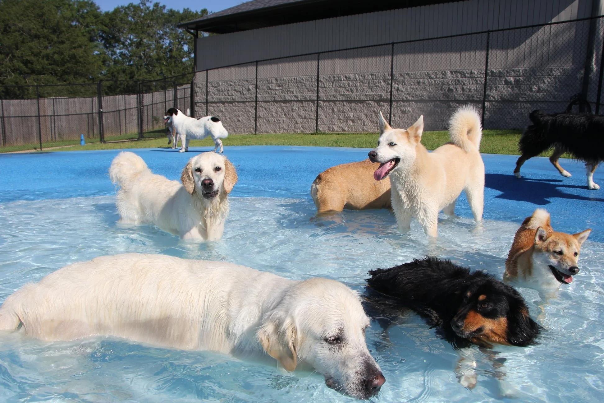 The Paw Spot Pet Resort