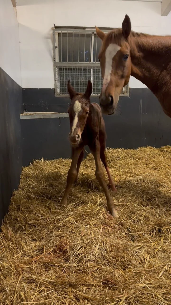 Highclere Valley Stud Farm