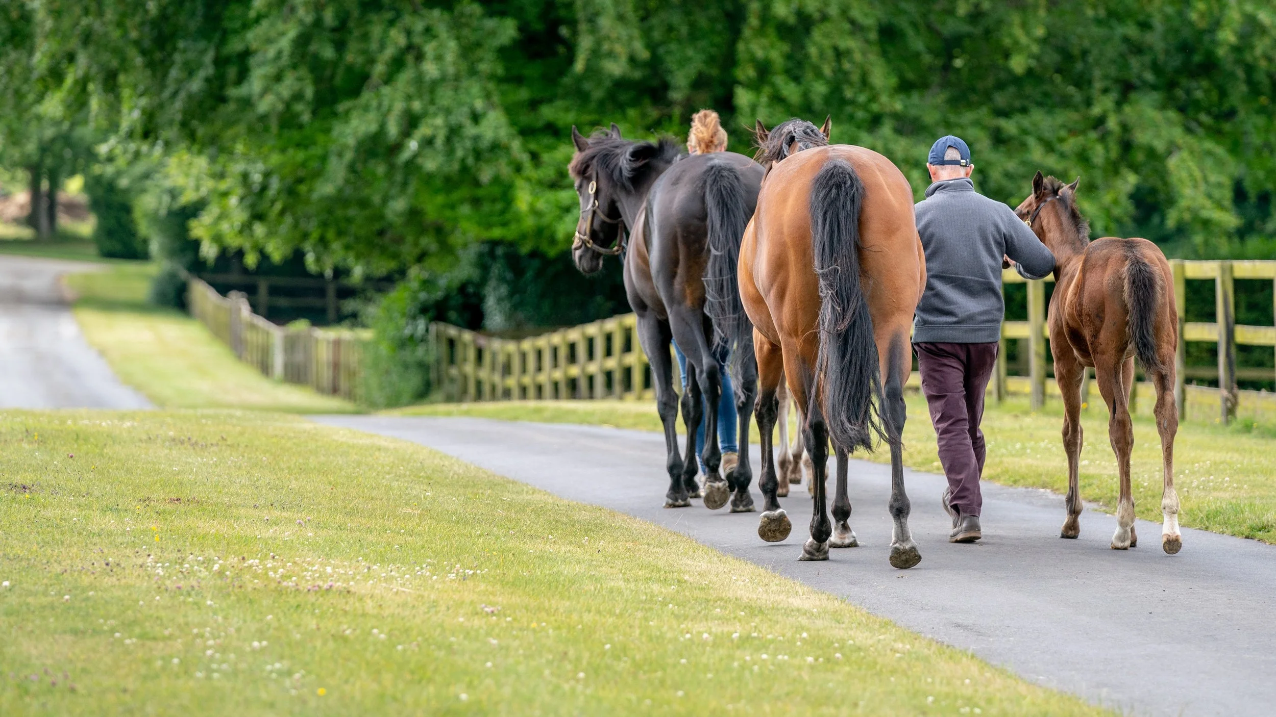 HIGHCLERE STUD — Highclere Valley Stud Farm