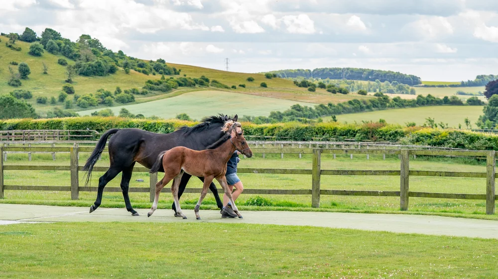 Highclere Valley Stud Farm