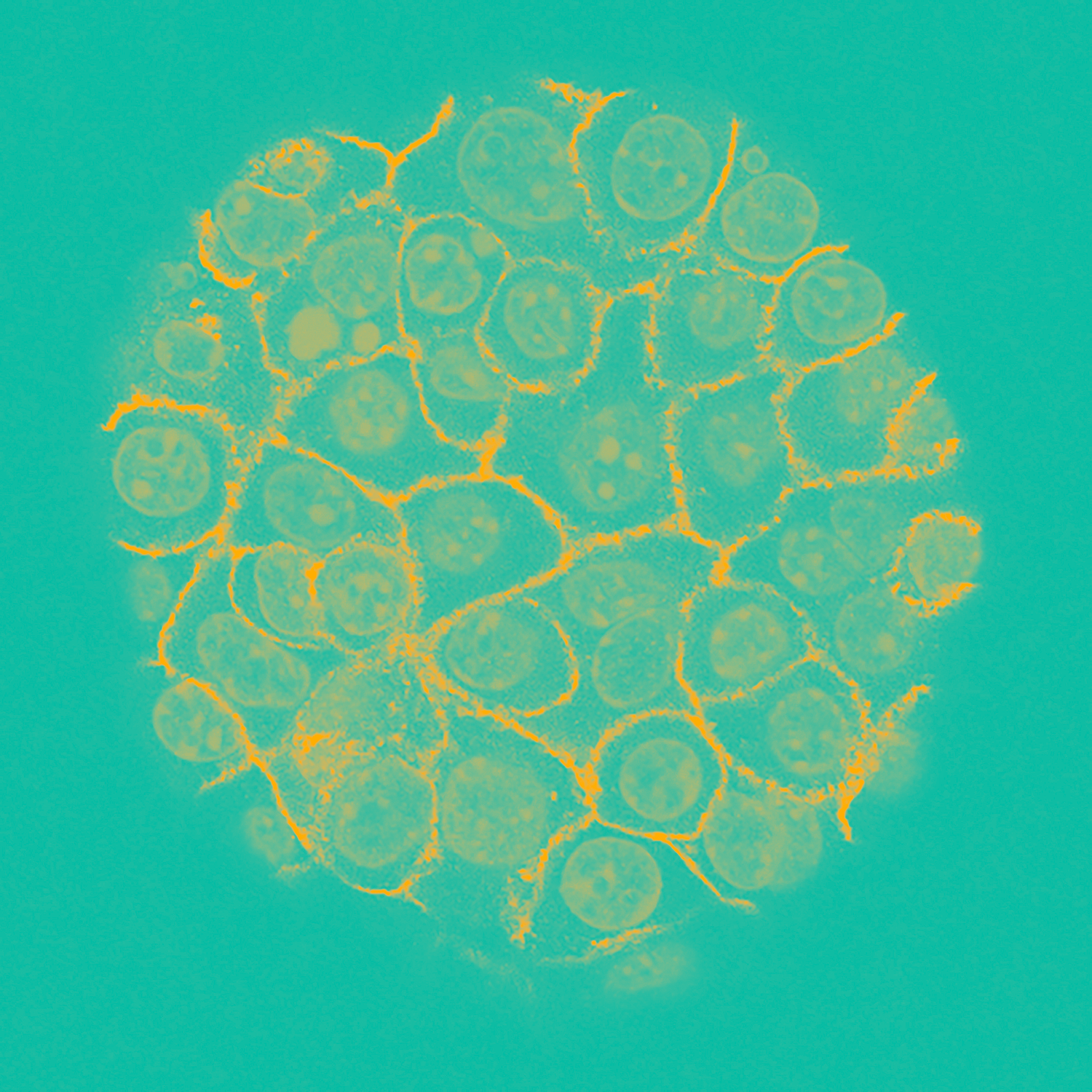 ISSCR 2026