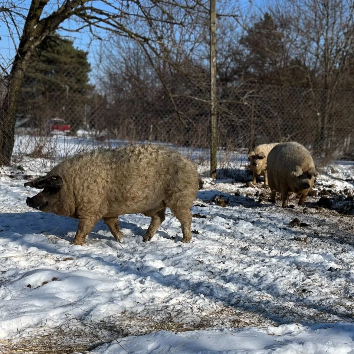 Delaney Farms | Locally-Raised Meats | Premium Angus Beef | Wagyu Beef ...