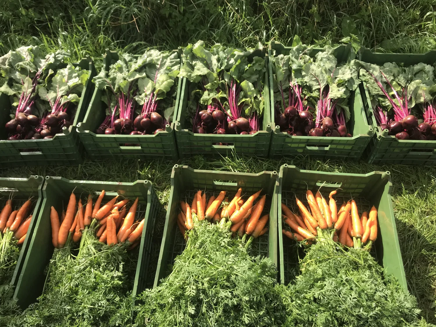 Wat is CSA? — CSA Netwerk Vlaanderen