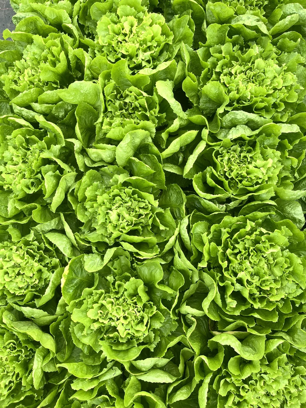 Wat is CSA? — CSA Netwerk Vlaanderen