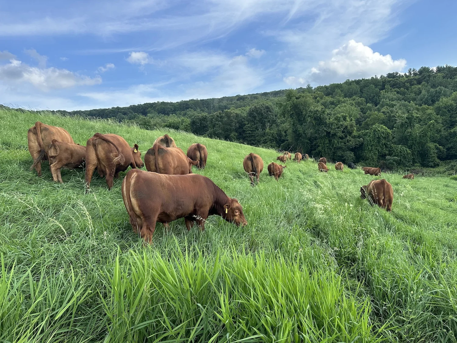 Pleasant View Farms | Red Angus Beef | Genetics & Cattle | Somers, CT