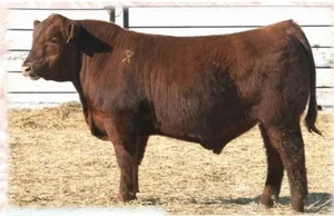 Elite Red Angus Sires | PVF Red Angus - Superior Genetics for ...