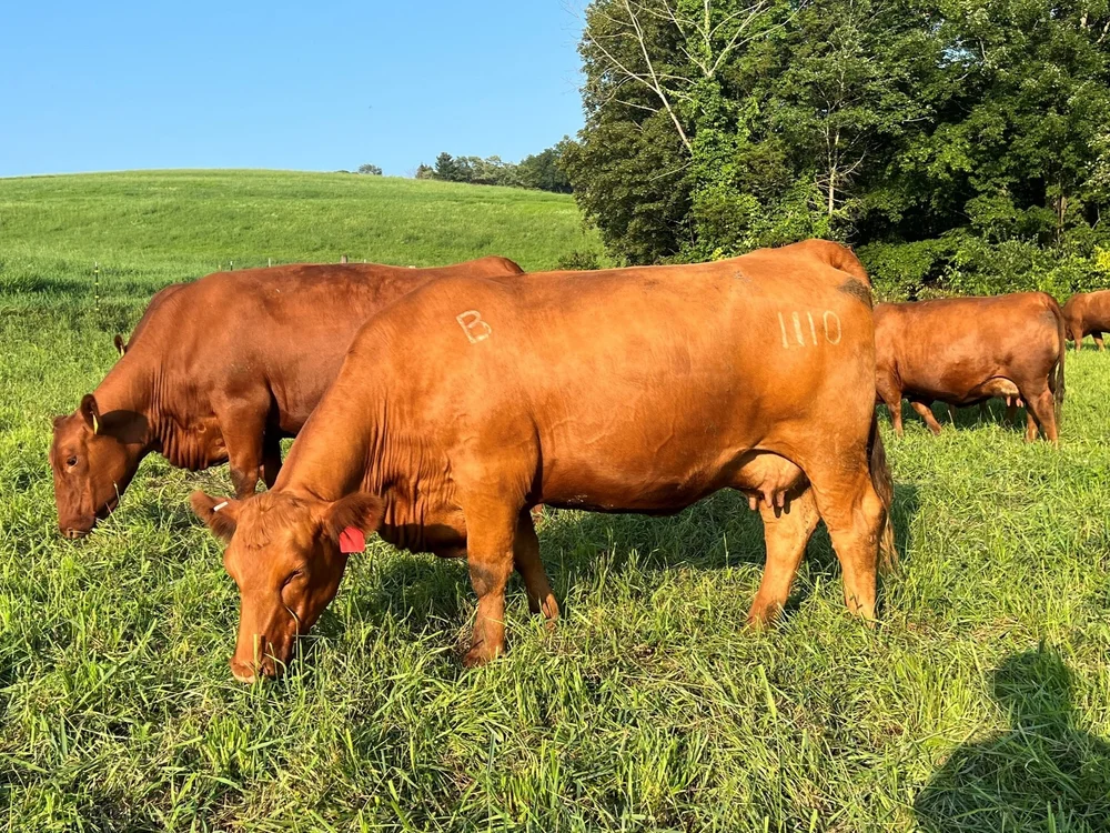 Pleasant View Farms | Red Angus Beef | Genetics & Cattle | Somers, CT