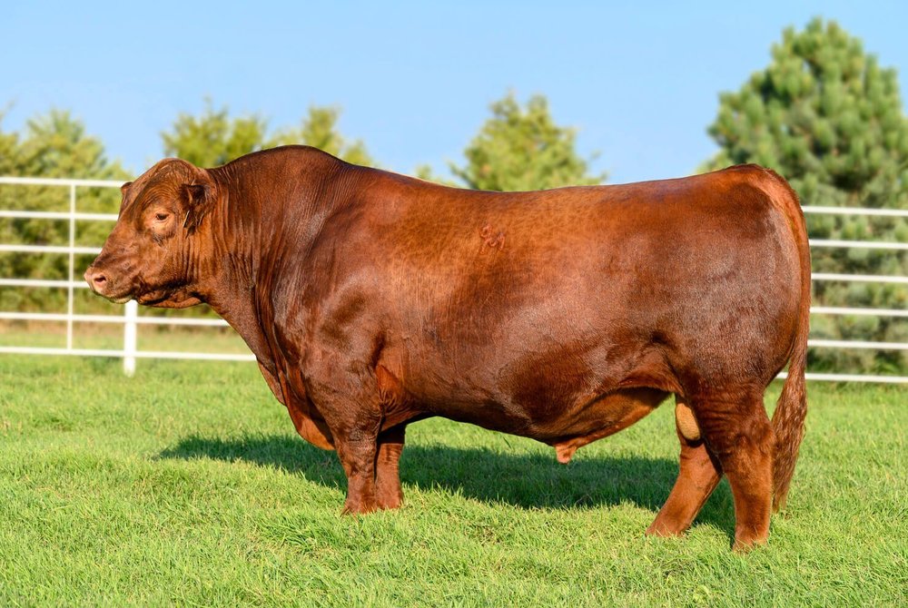 Elite Red Angus Sires | PVF Red Angus - Superior Genetics for ...