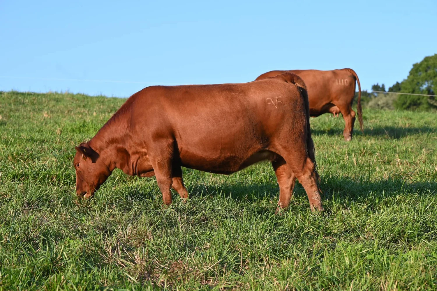 Elite Red Angus Sires | PVF Red Angus - Superior Genetics for ...