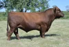 Elite Red Angus Sires | PVF Red Angus - Superior Genetics for ...