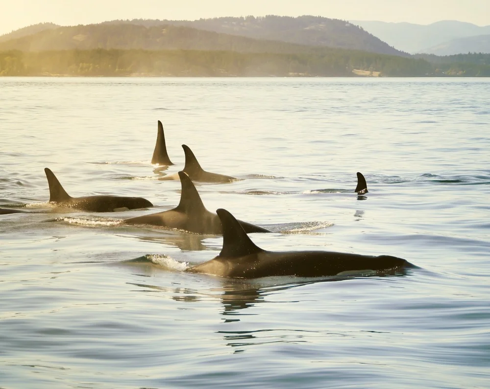 Pod Map Worksheets — SOIL: A Transformative Justice Project