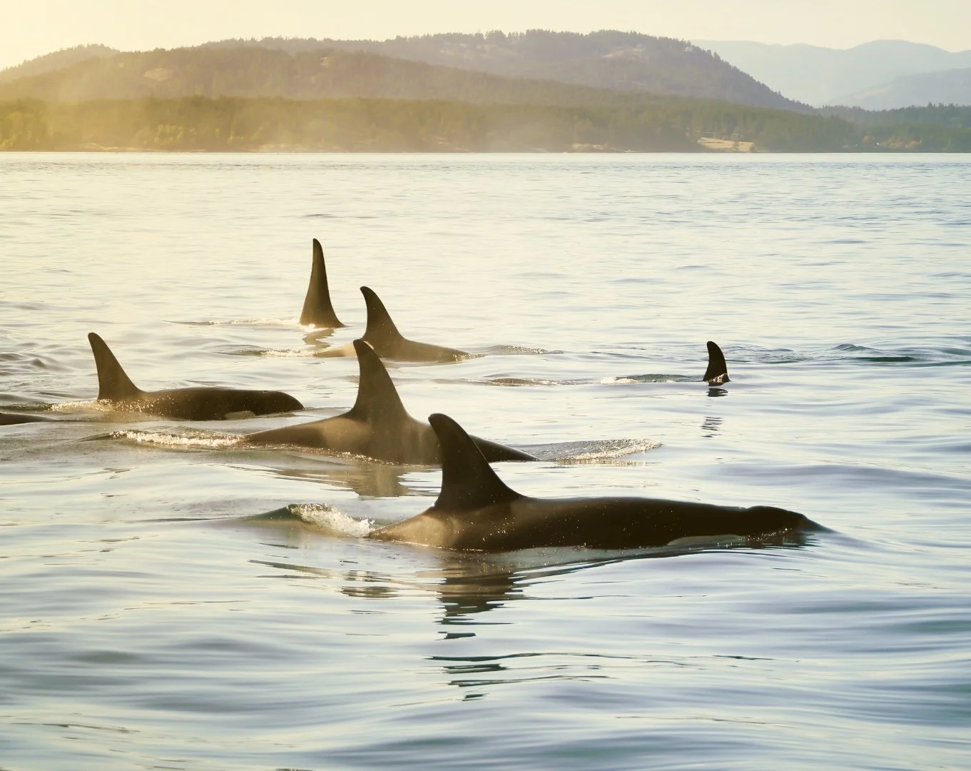 Pod Map Worksheets — SOIL: A Transformative Justice Project