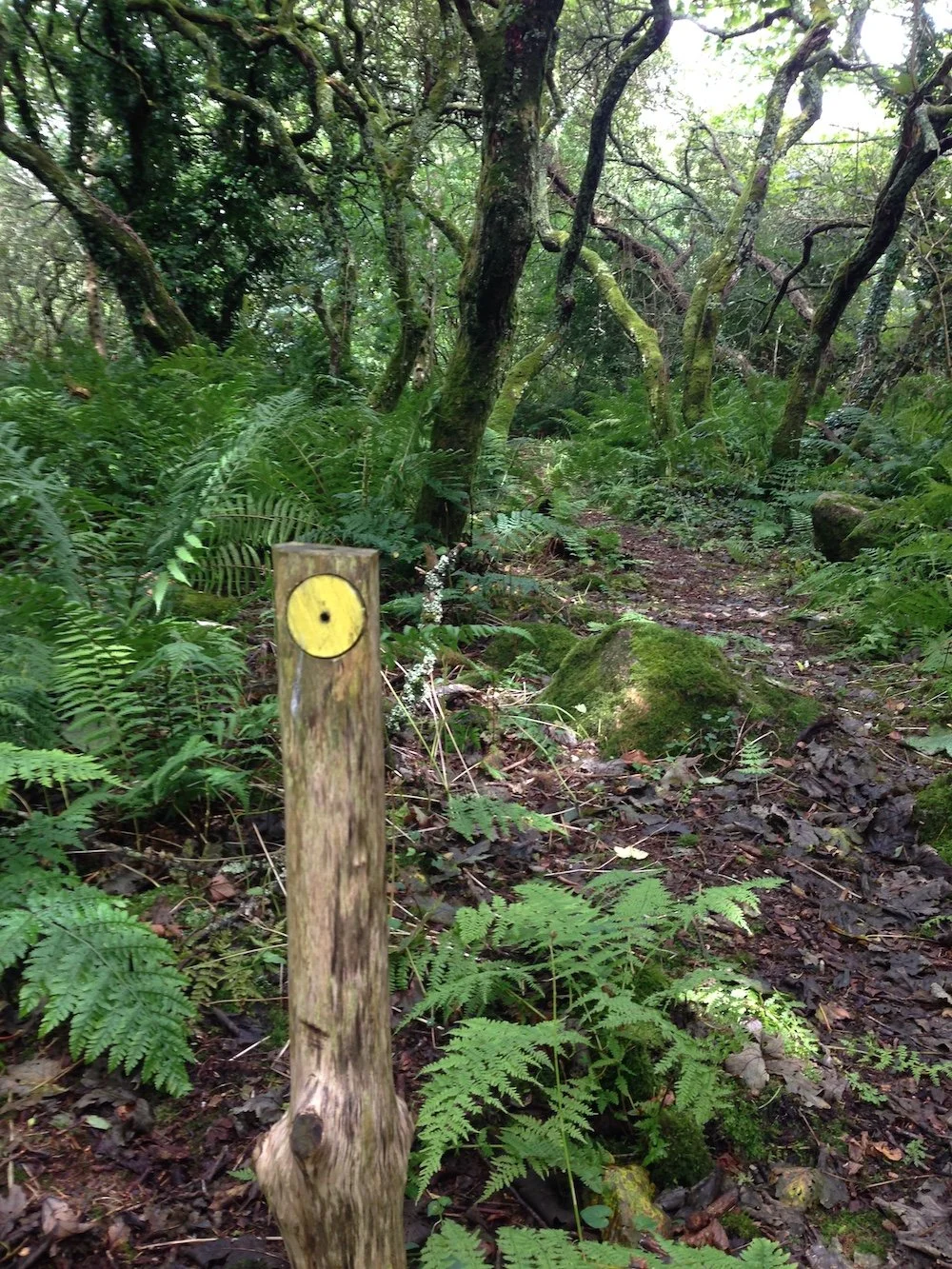 Sancreed Beacon & Tony’s Wood — Greg Humphries