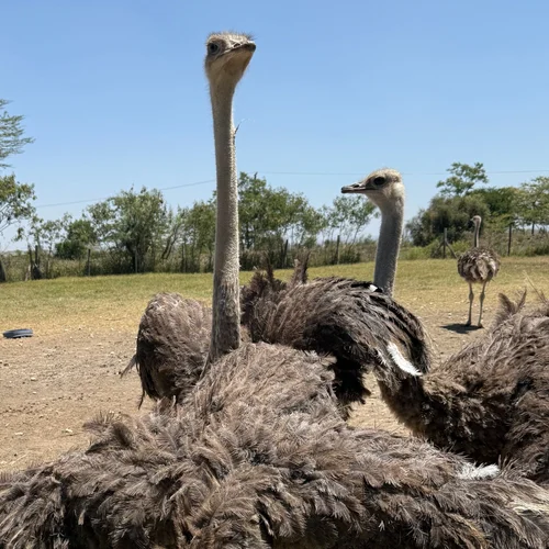 Maasai Ostrich Farm
