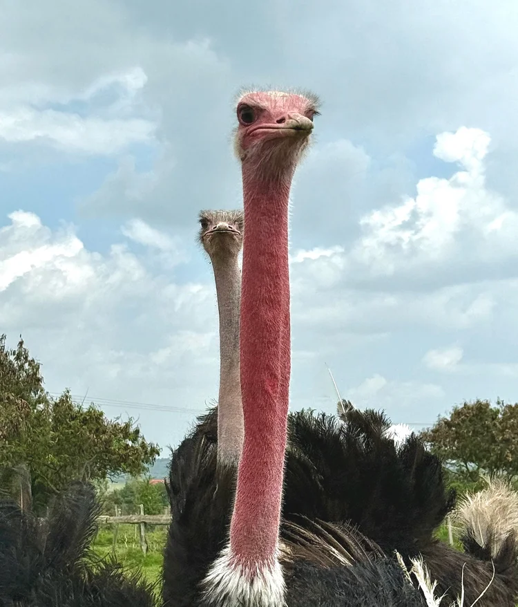 Maasai Ostrich Farm