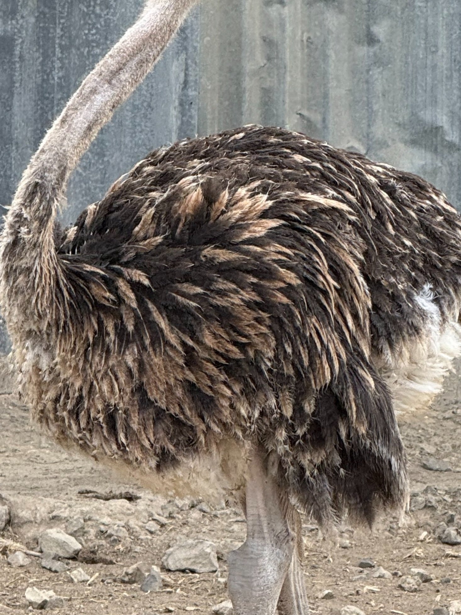 Benefits & Uses — Maasai Ostrich Farm