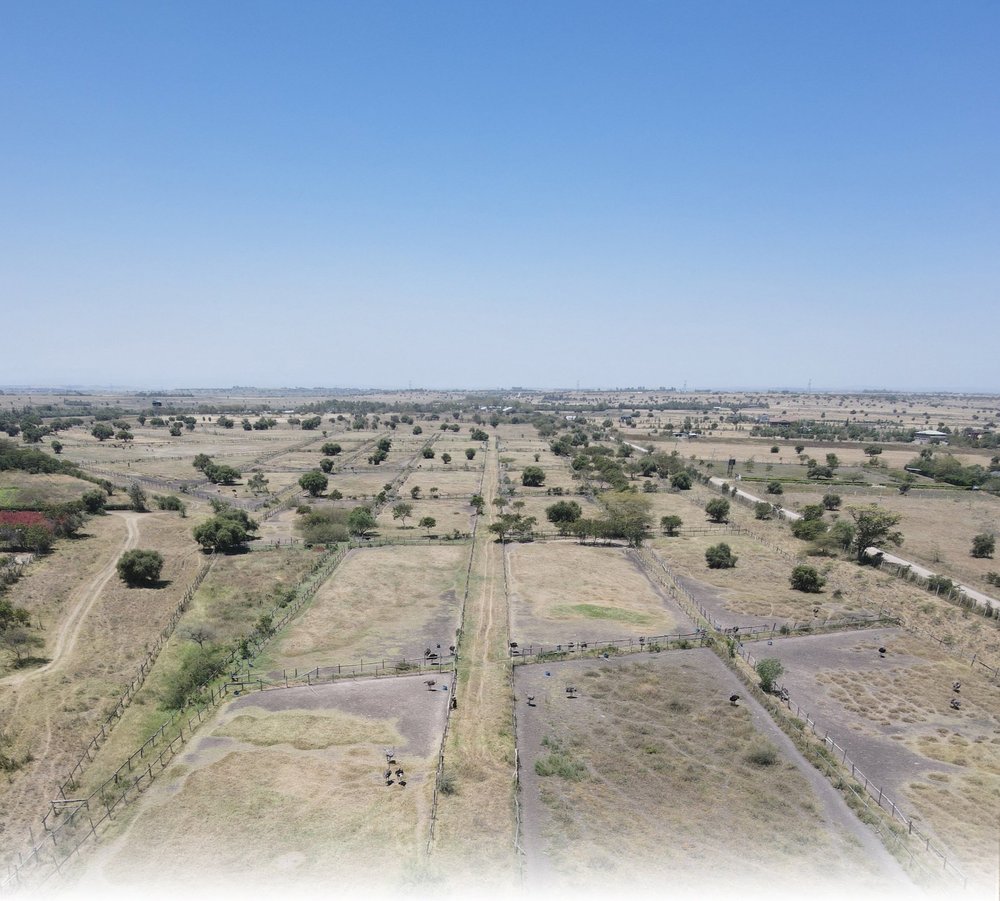 Maasai Ostrich Farm