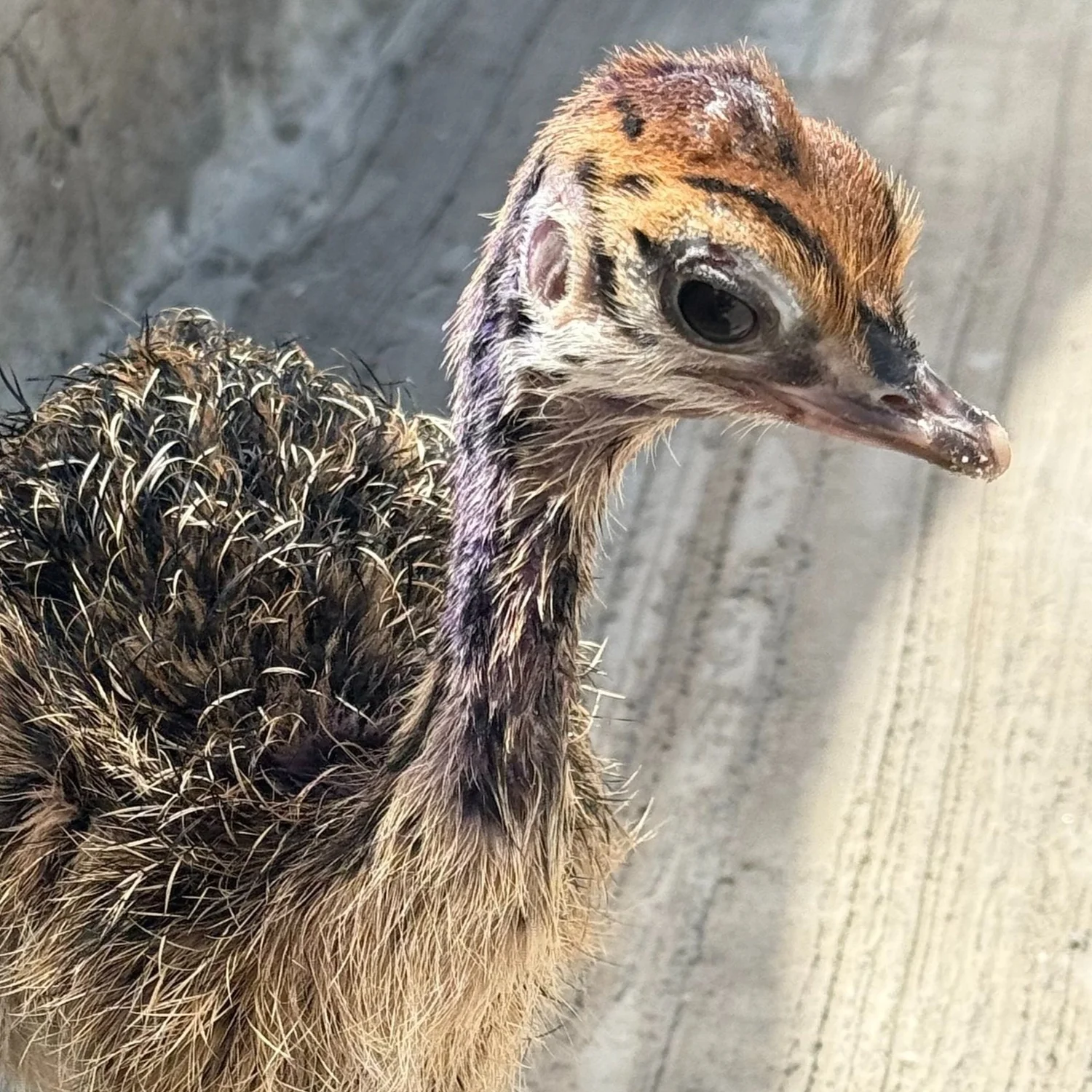 Maasai Ostrich Farm