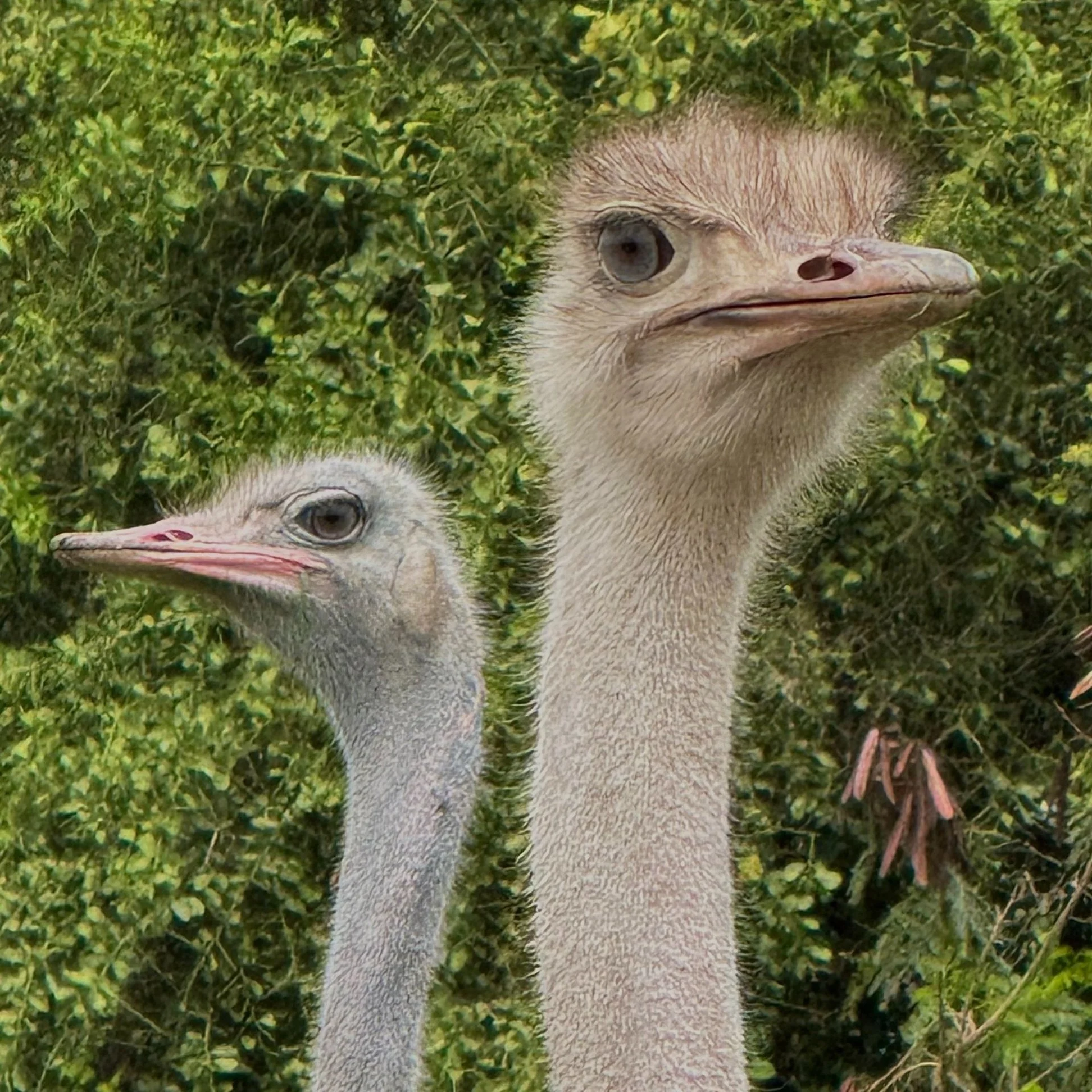 Maasai Ostrich Farm