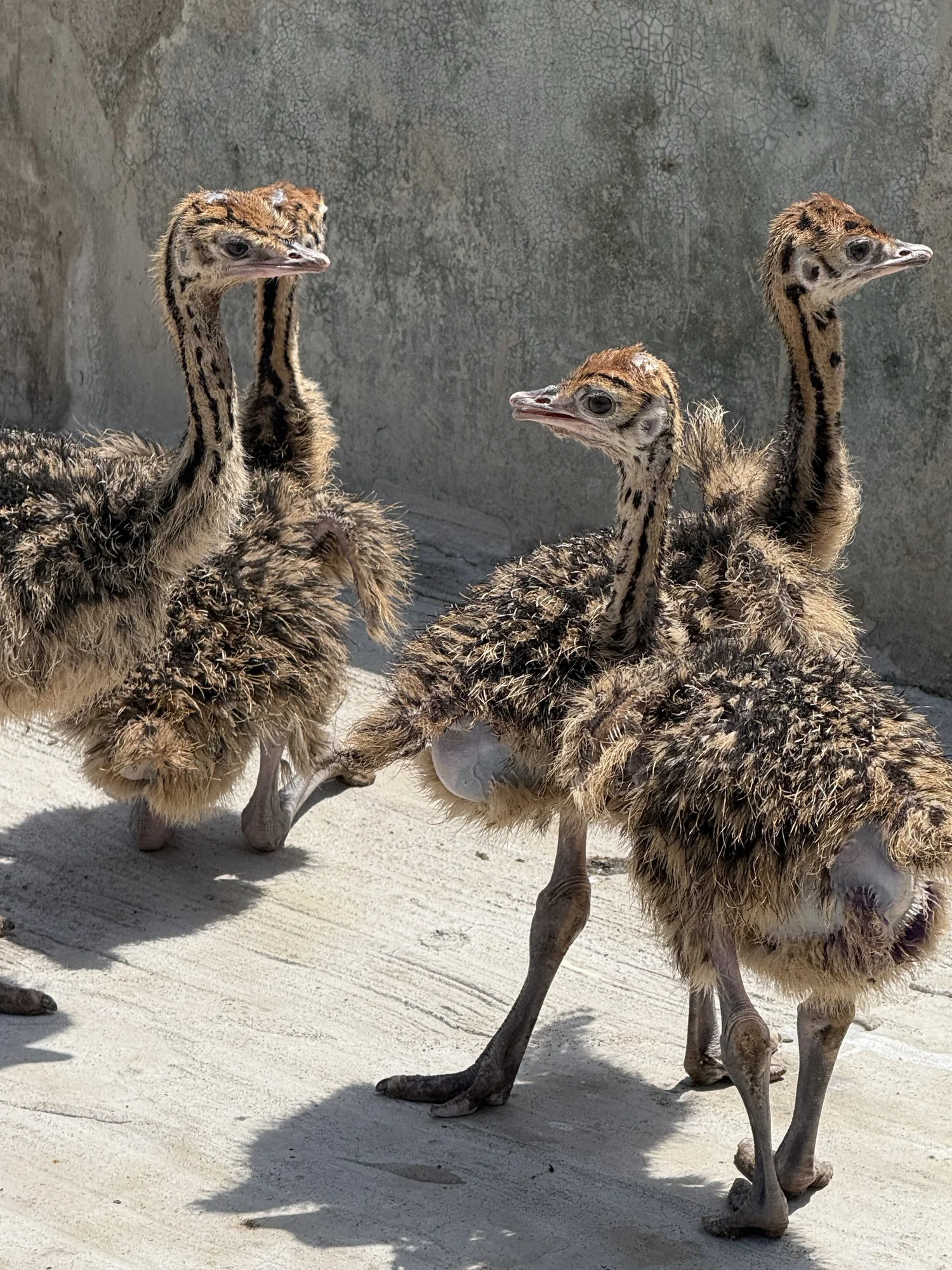 Benefits & Uses — Maasai Ostrich Farm