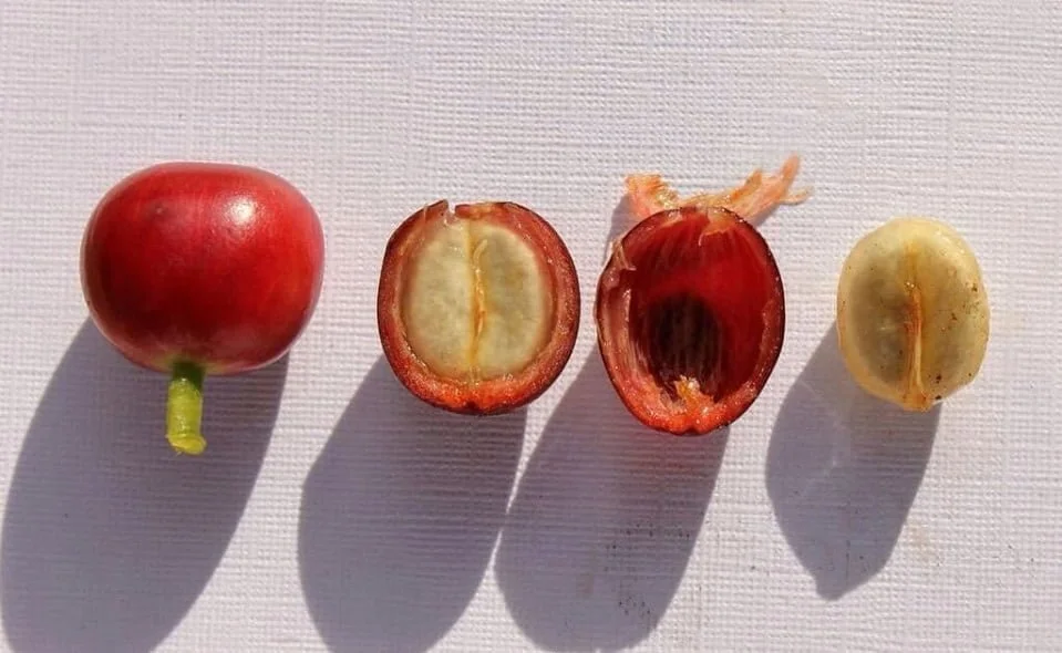 The Anatomy of a Coffee Cherry: A Simple Guide to a Complex Fruit ...
