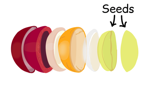 The Anatomy of a Coffee Cherry: A Simple Guide to a Complex Fruit ...