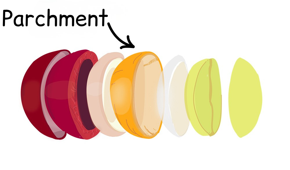 The Anatomy of a Coffee Cherry: A Simple Guide to a Complex Fruit ...