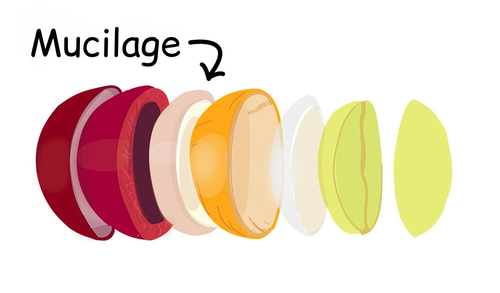 The Anatomy of a Coffee Cherry: A Simple Guide to a Complex Fruit ...