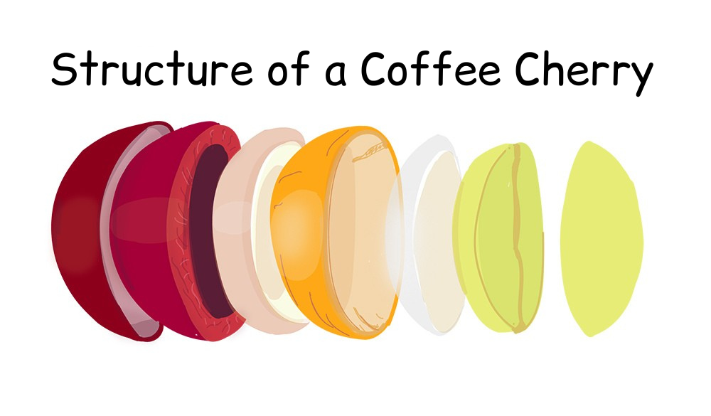 The Anatomy of a Coffee Cherry: A Simple Guide to a Complex Fruit ...