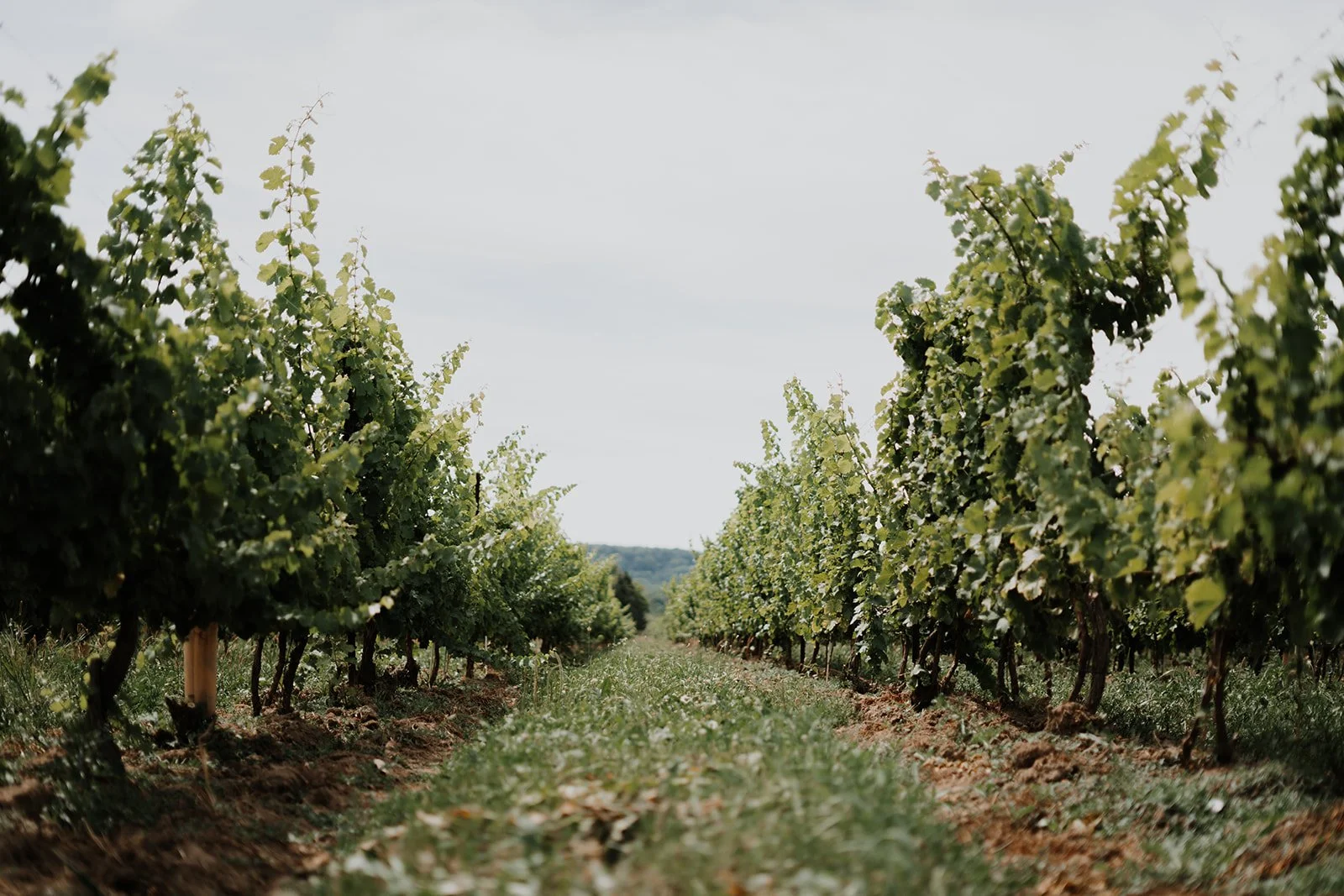 CORNERSTONE ESTATE WINERY | Shop our award winning wines