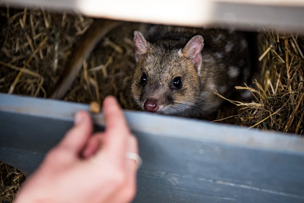 Eastern quoll — Odonata Foundation | We Save Species