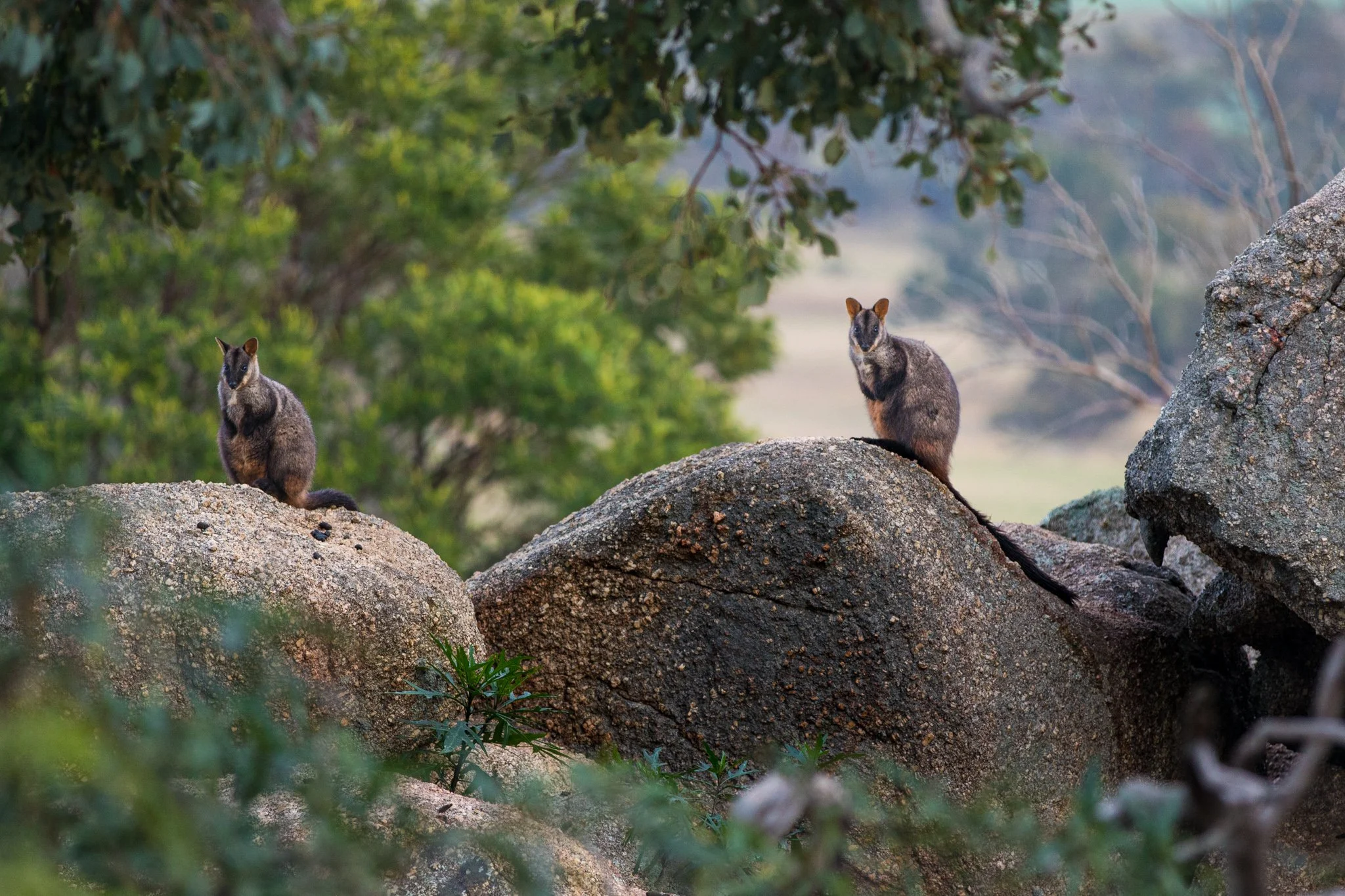 Southern brush-tailed rock-wallaby — Odonata Foundation | We Save Species