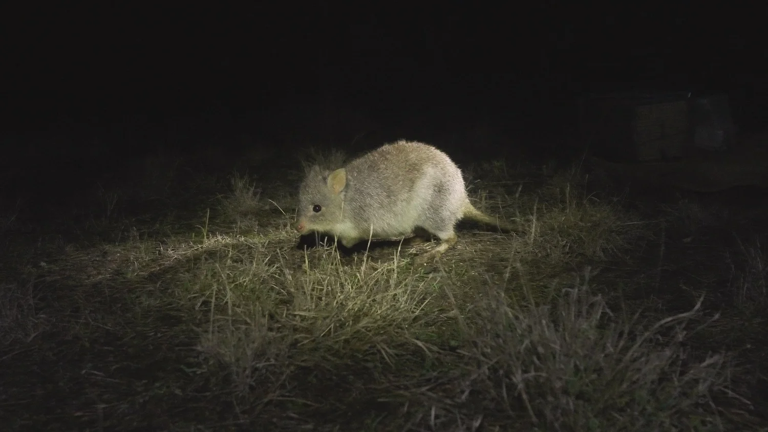 Rufous bettong — Odonata Foundation | We Save Species