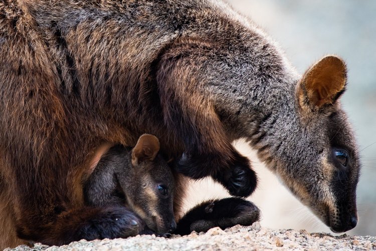 Southern brush-tailed rock-wallaby — Odonata Foundation | We Save Species
