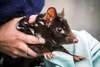 Eastern quoll — Odonata Foundation | We Save Species