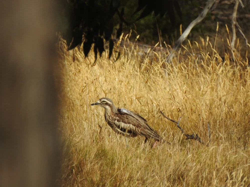 Bush stone-curlew — Odonata Foundation | We Save Species