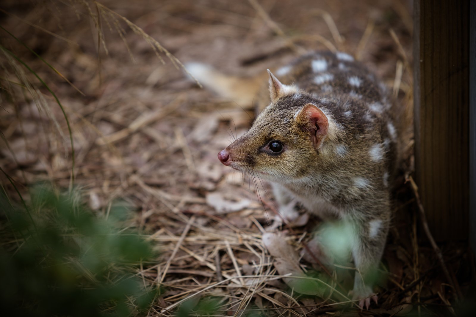 Odonata Academy — Odonata Foundation | We Save Species