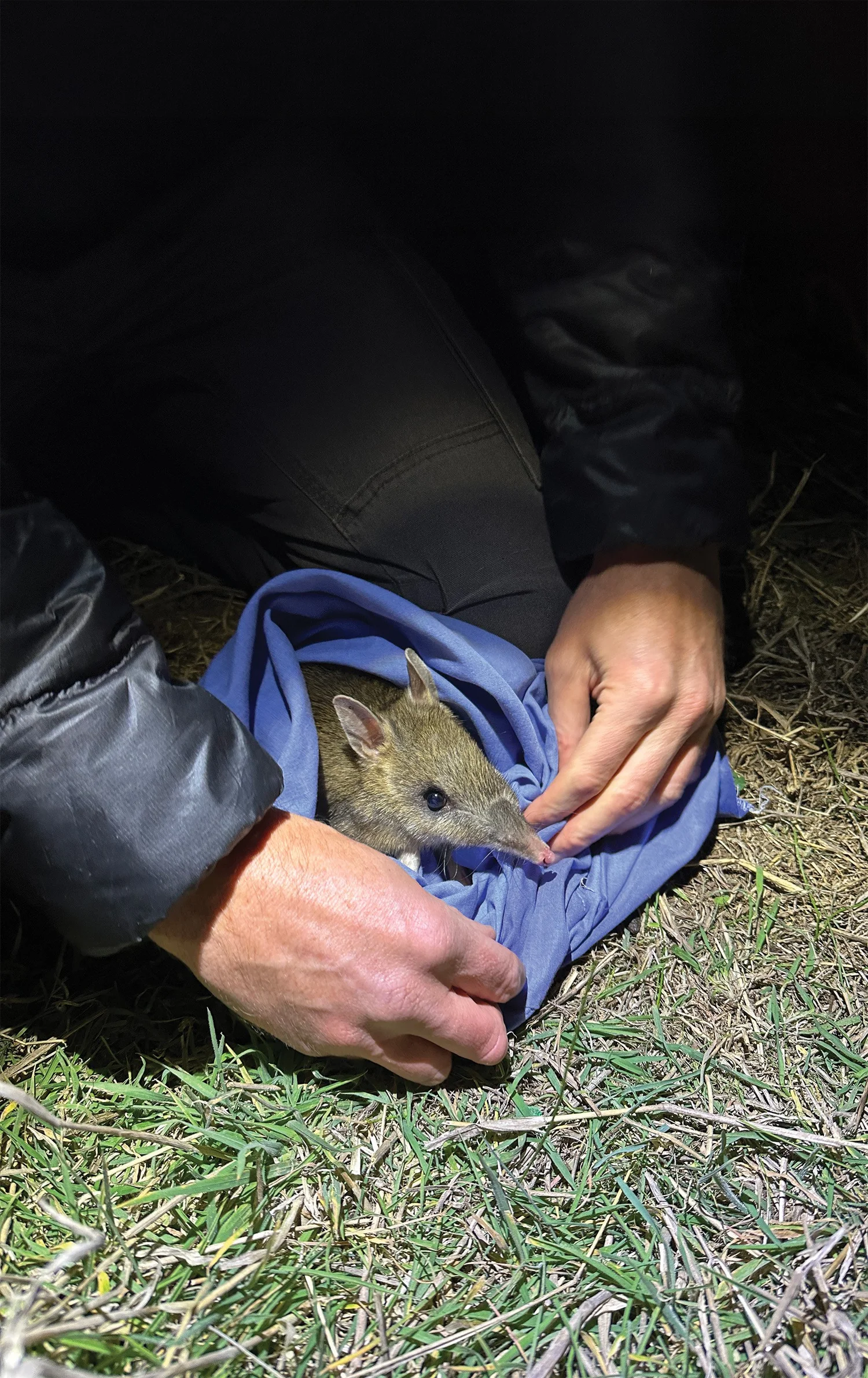 Eastern barred bandicoot — Odonata Foundation | We Save Species