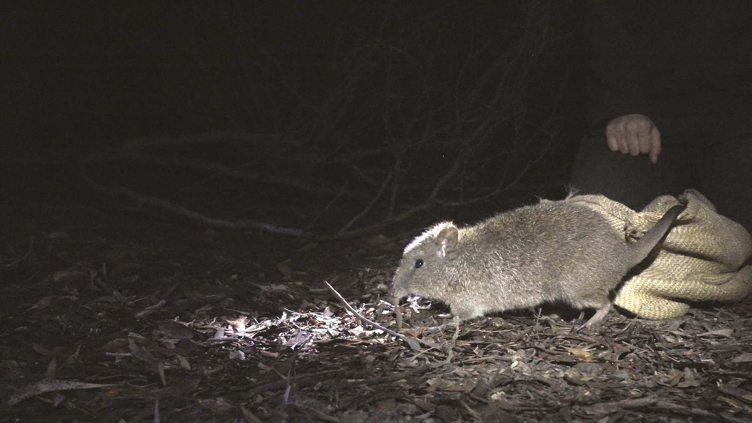 Long-nosed potoroo — Odonata Foundation | We Save Species
