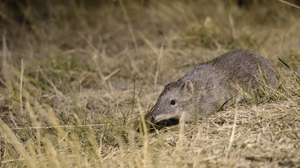 Southern brown bandicoot — Odonata Foundation | We Save Species