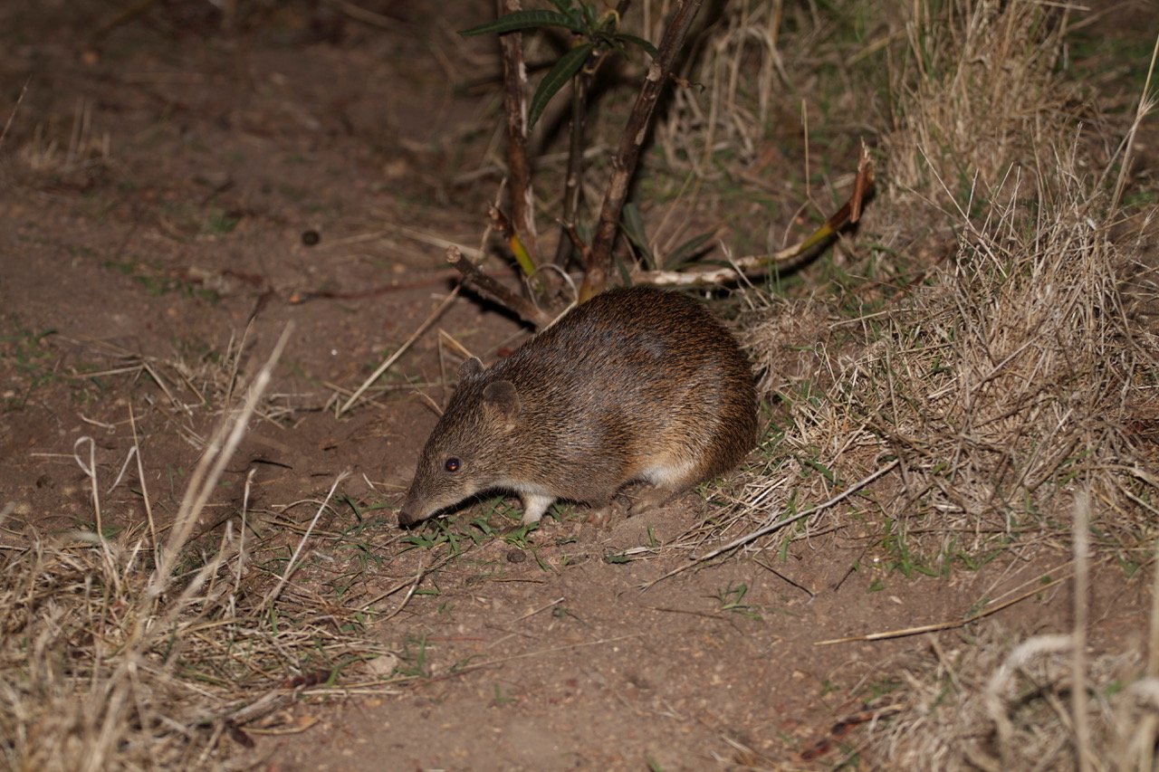 Southern brown bandicoot — Odonata Foundation | We Save Species