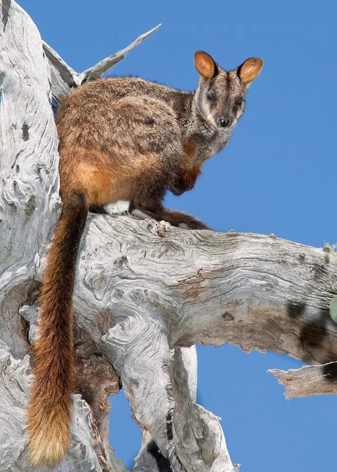 Southern brush-tailed rock-wallaby — Odonata Foundation | We Save Species
