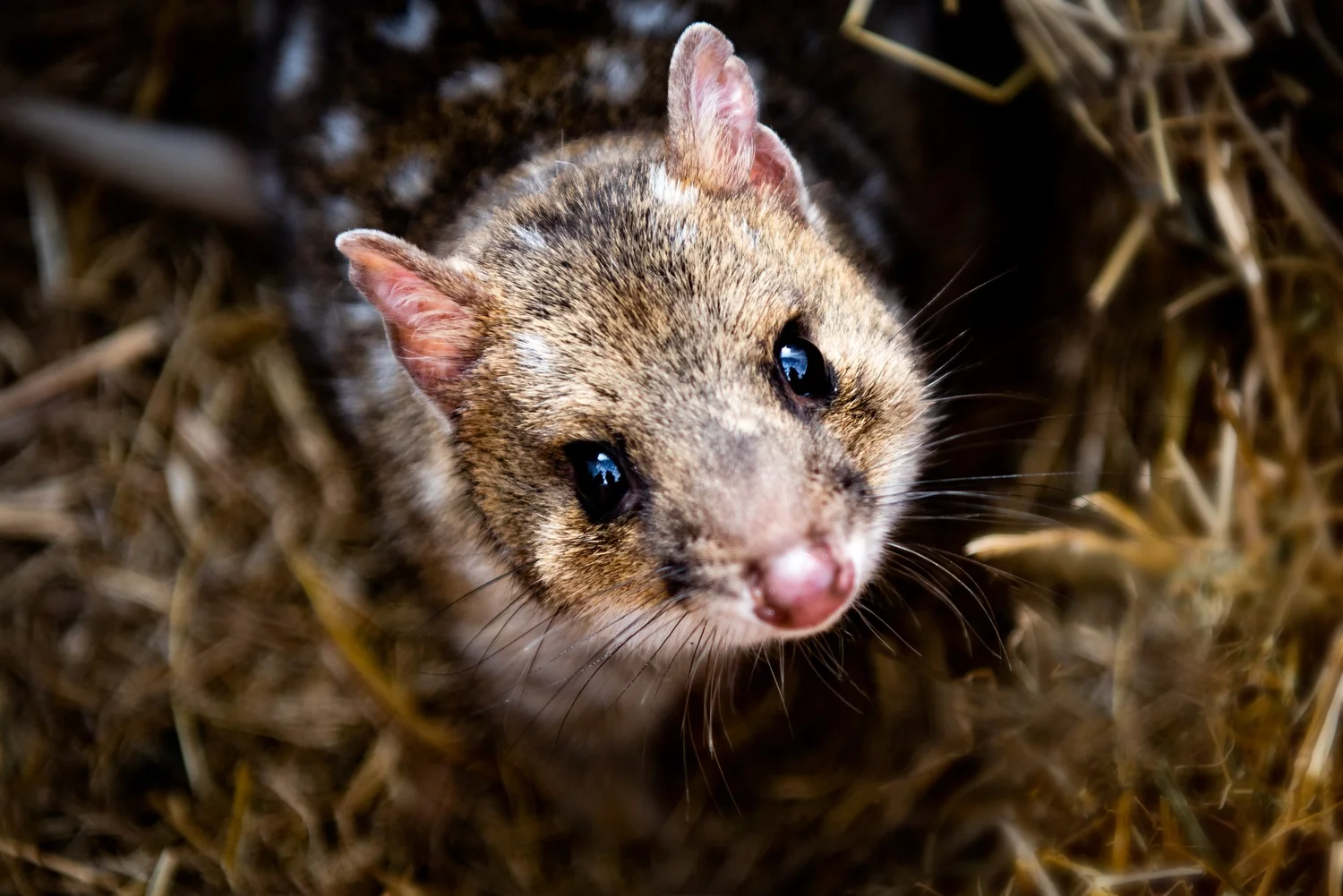 Eastern quoll — Odonata Foundation | We Save Species