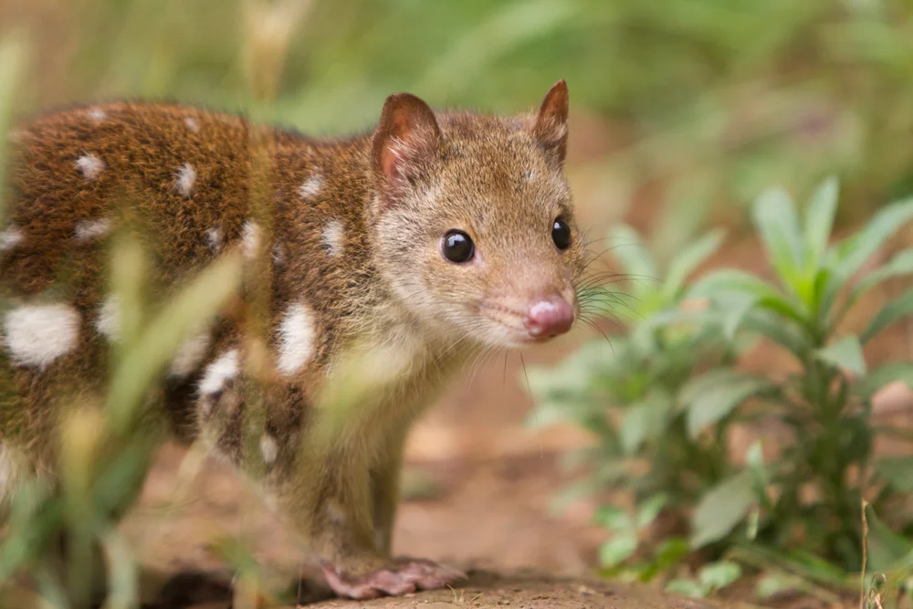 Spotted-tailed quoll — Odonata Foundation | We Save Species