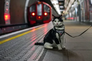 Luke Agbaimoni - Tube Mapper — Catford Arts